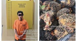 Pencurian Sawit Pangkalan Lesung Terungkap, Pelaku Dibekuk Polsek Ukui ...